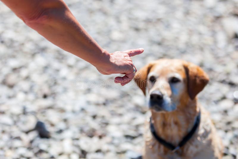 Female Hand Gives Command To a Dog Stock Photo - Image of hand, pets ...