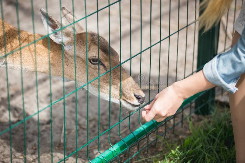 Female Hand Giving Grass To Doe in the Paddock at Zoo Stock Photo ...
