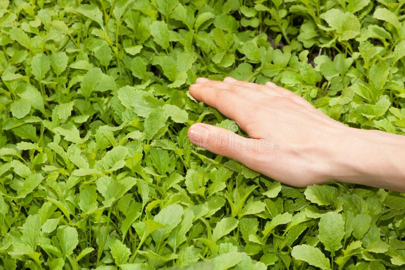 Female Hand and Green Plant Stock Photo - Image of plant, grow: 41496300