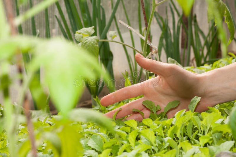 Female Hand and Green Plant Stock Photo - Image of agronomy, farming ...