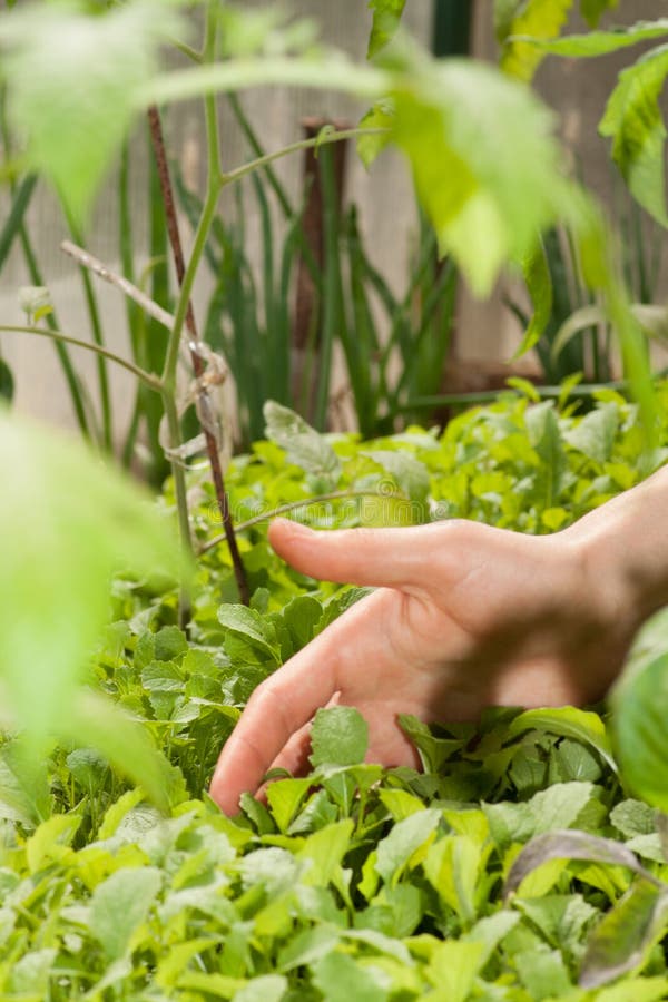 Female Hand and Green Plant Stock Image - Image of herb, mustard: 41892367