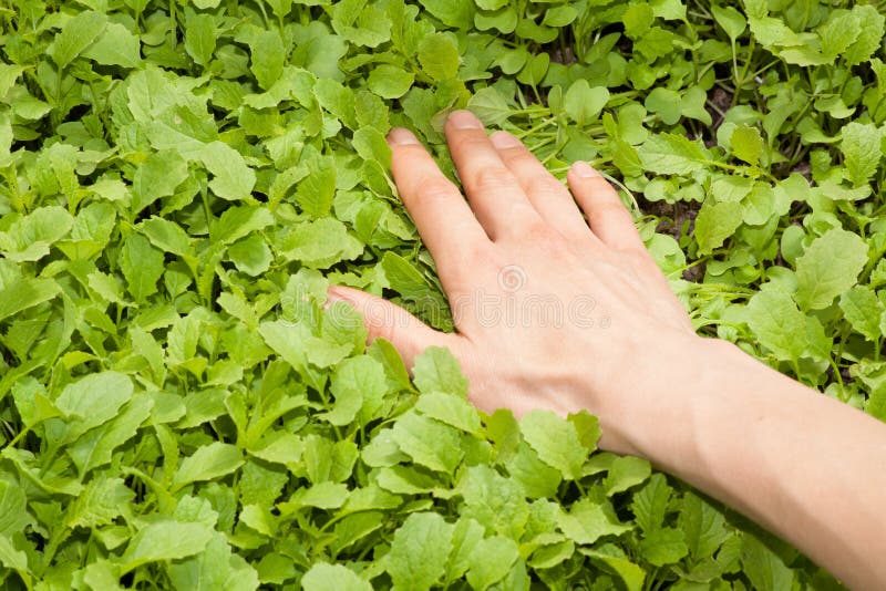 Female Hand and Green Plant Stock Photo - Image of plant, botany: 41892412
