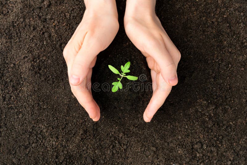 Female Hand with Growing Seedling. Eco Concept Stock Photo - Image of ...
