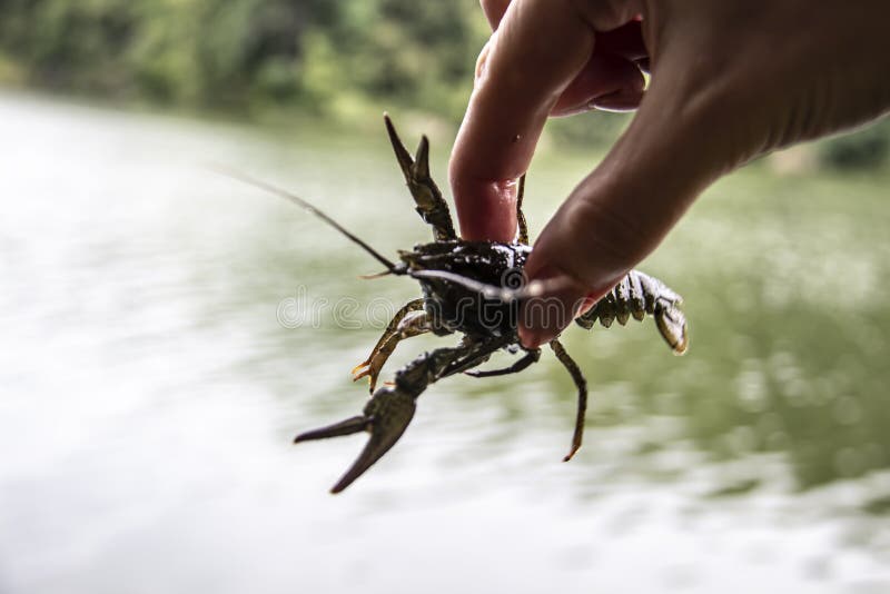 Female Hand Hold the Small Crayfish Against River Background. Crayfish ...