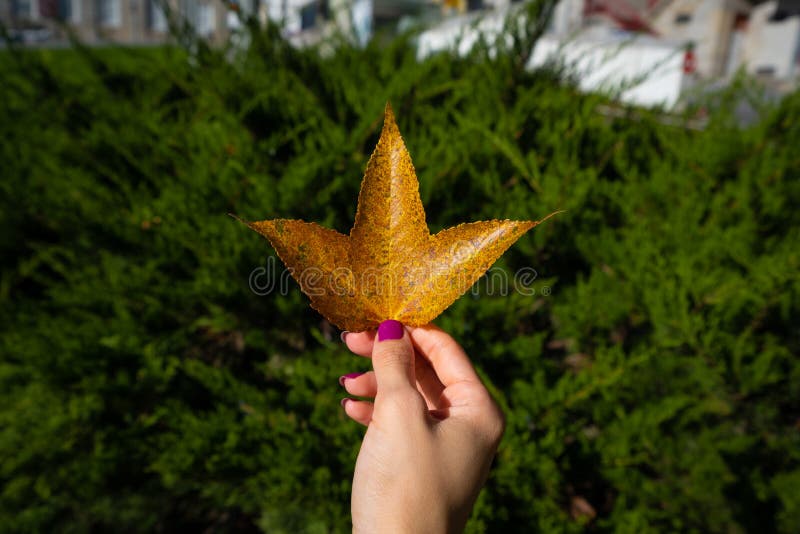 Female Hand Holding an Autumn Leave with Green Grass on Background ...