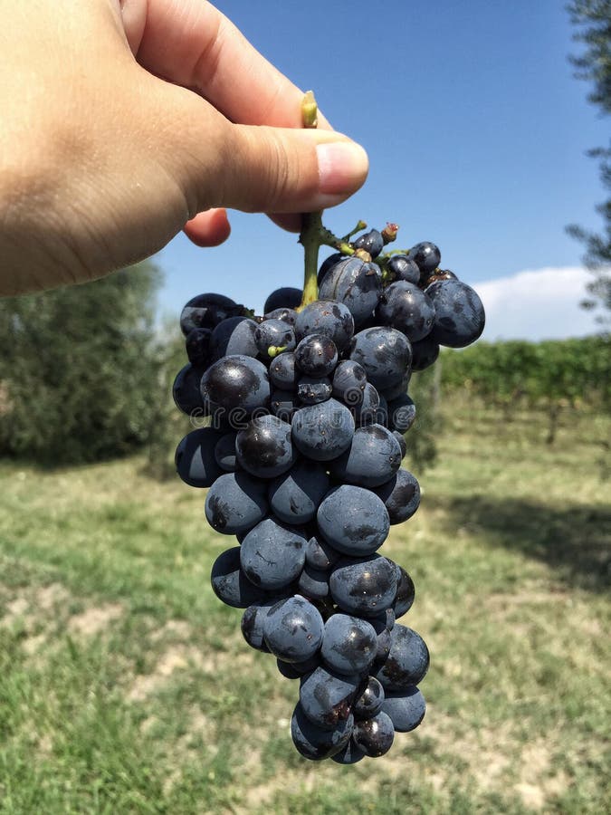 Female hand holding grape stock image. Image of season - 79685741