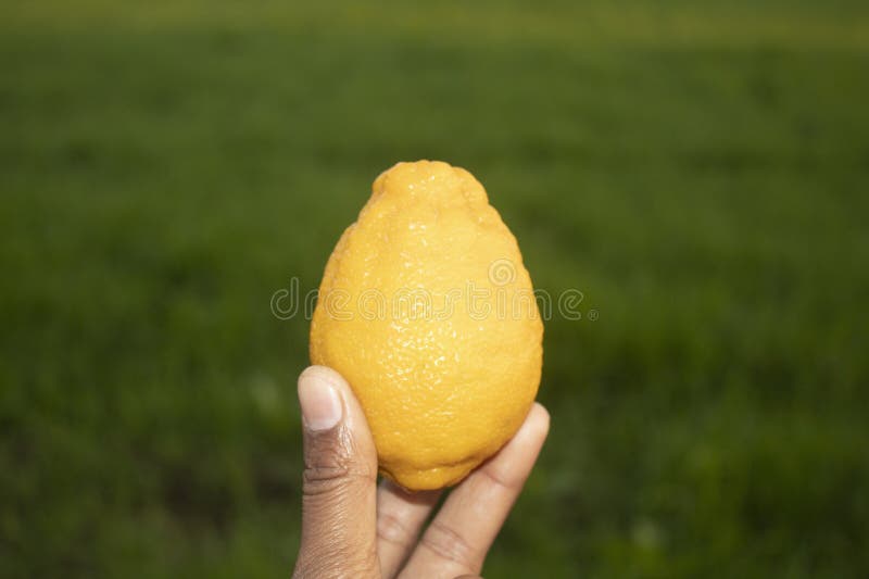 Female Hand Holding a Lemon on the Background Stock Image - Image of ...