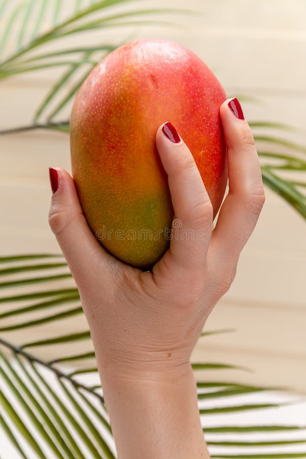 Female Hand Holding a Mango Stock Photo - Image of healthy, tropics ...
