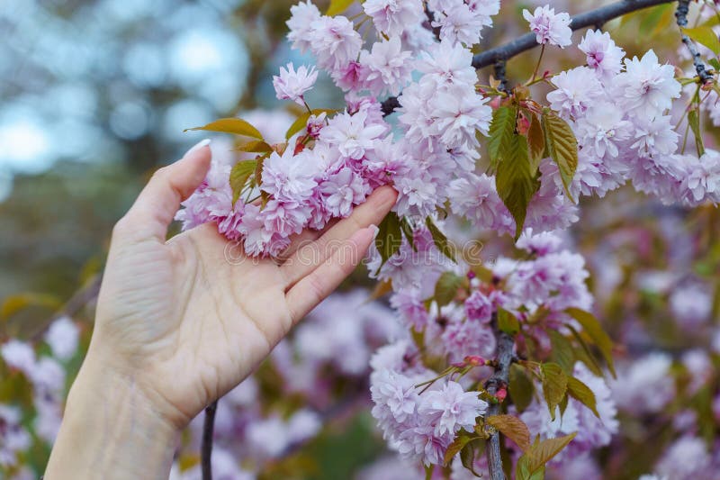 Female Hand Holding Pink Cherry Blossoms in Spring Time. Selective ...