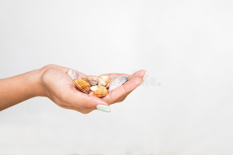 Female Hand Holding Shells stock image. Image of shells - 96503223