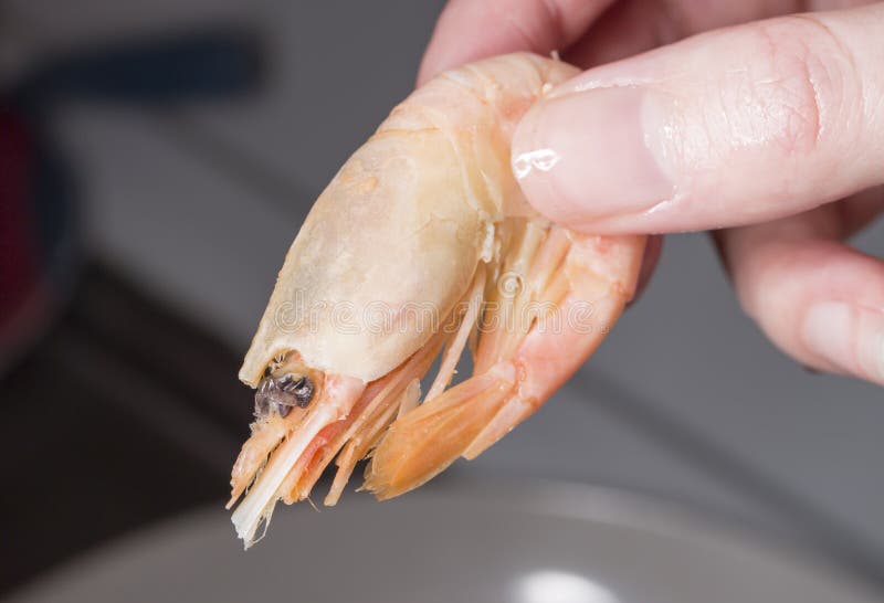 Female Hand Holding Shrimp stock photo. Image of thumb - 69030430