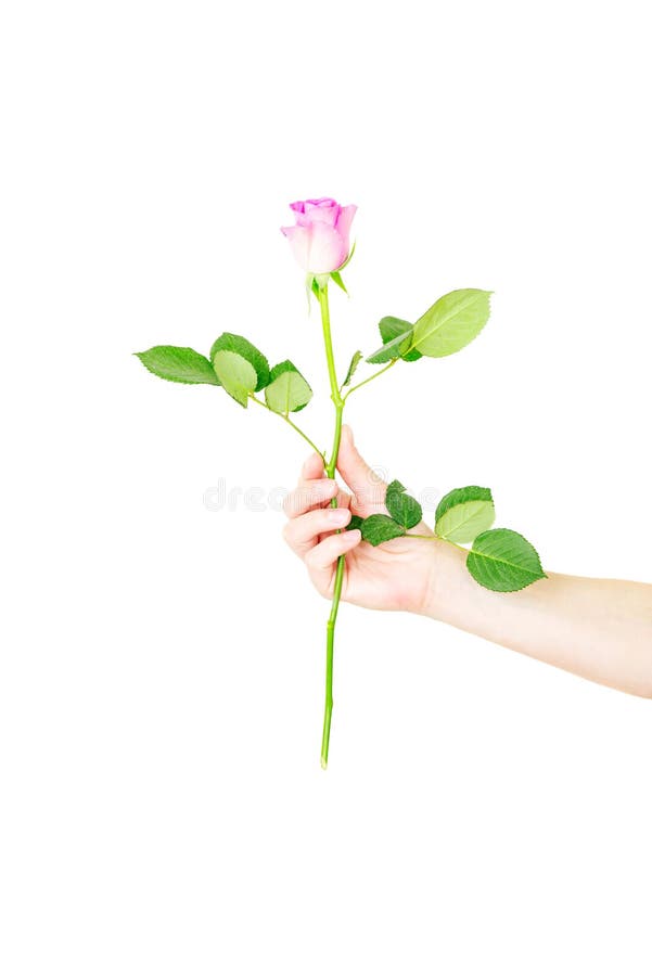 Female Hand Holding a Single Red Rose Isolated Stock Photo - Image of ...