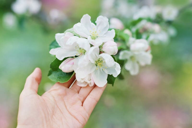 Female Hand Holding Spring Flowers in Garden Stock Image - Image of ...