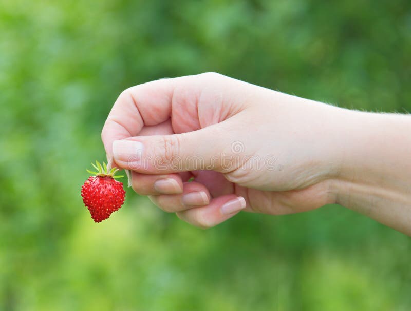 Female Hand Holding a Strawberry Stock Photo - Image of eating, holding ...