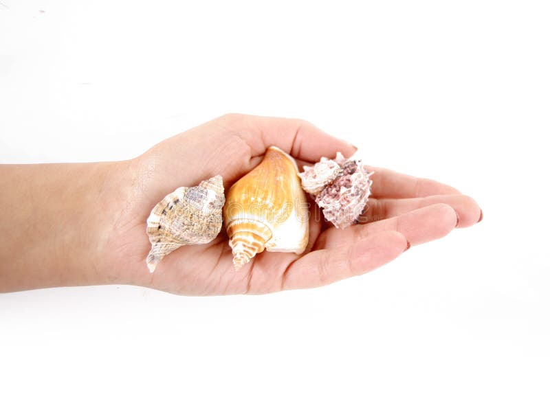 Female Hand Holding Three Shells Stock Photo - Image of colours, home ...