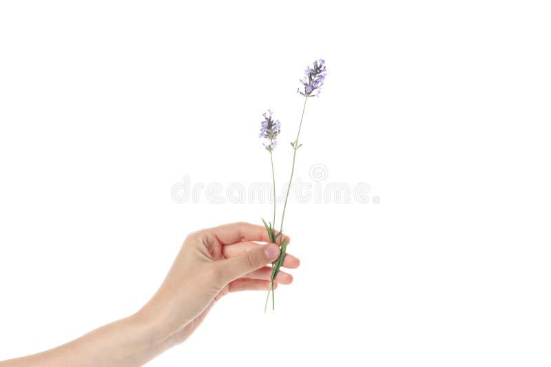 Female Hand Holds Lavender, Isolated on White Background Stock Photo ...