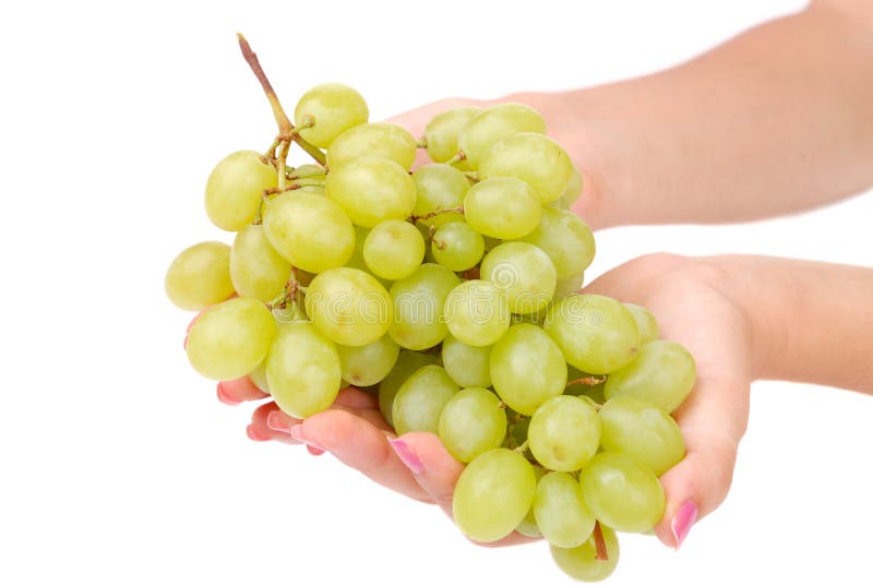 One cluster of red grapes stock photo. Image of close - 11374362