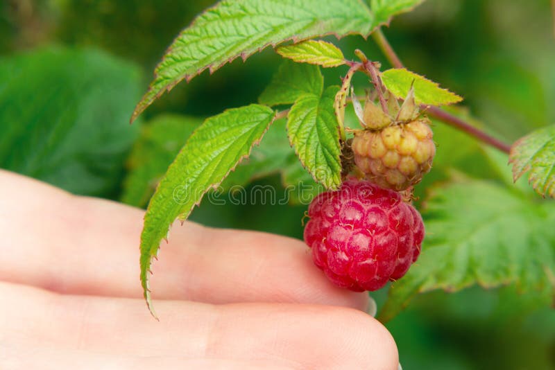 Female Hand Holds Ripe Raspberry on a Bush in the Garden Stock Photo ...