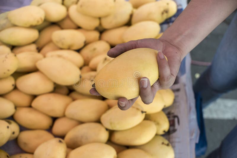 A Female Hand Holds a Single Mango Fruit at a Fruit Stall Outdoors ...