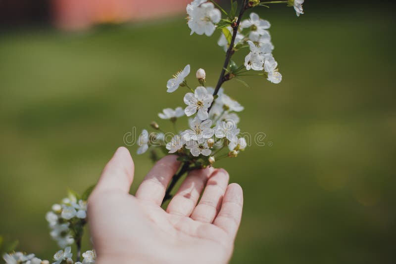 Female Hand Holds Spring Flowers of Apple Stock Image - Image of hand ...