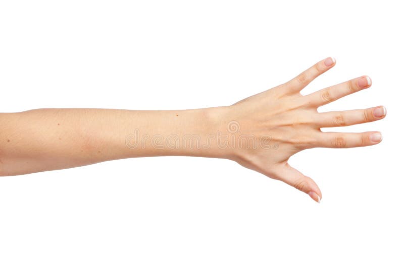 Hand and Arm Isolated on White Stock Photo - Image of healthy ...