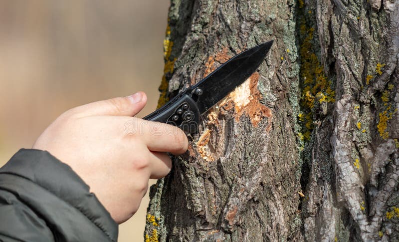 Female Hand with a Knife Cutting a Tree in the Spring Forest Stock ...