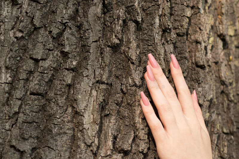 Female Hand with Long Nails Touching Tree Stock Photo - Image of bark ...