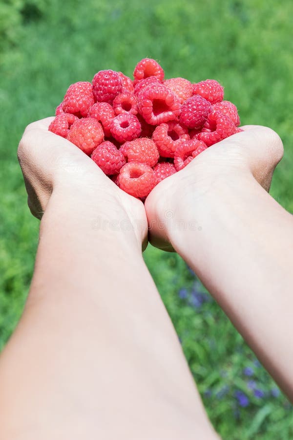 Female Hand Offering Handful Raspberries Stock Photos - Free & Royalty ...