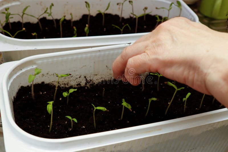 Female Hand Over Containers with Sprouted Tomato Seedlings Stock Photo ...