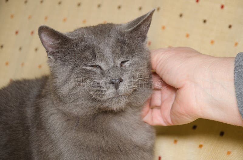 Female Hand Patting Cat Stock Photos - Free & Royalty-Free Stock Photos ...