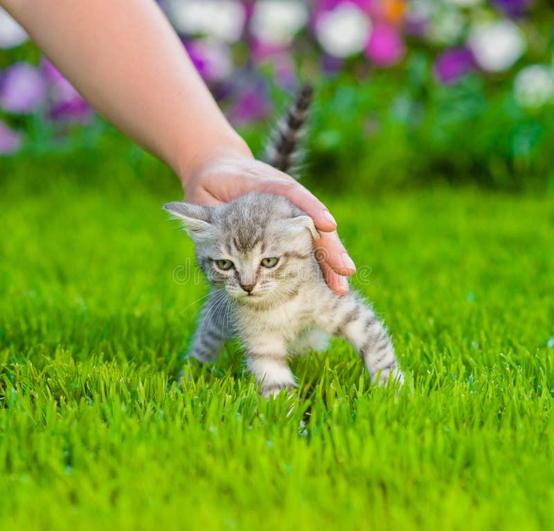 Female Hand Patting Kitten on Green Grass Stock Photo - Image of ...
