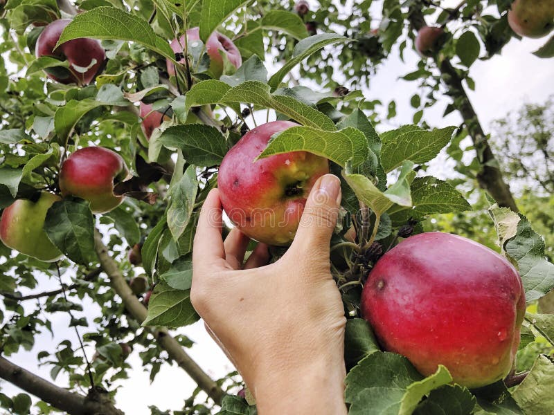 Female Hand Picking Apple from Tree Stock Photo - Image of apple, fruit ...