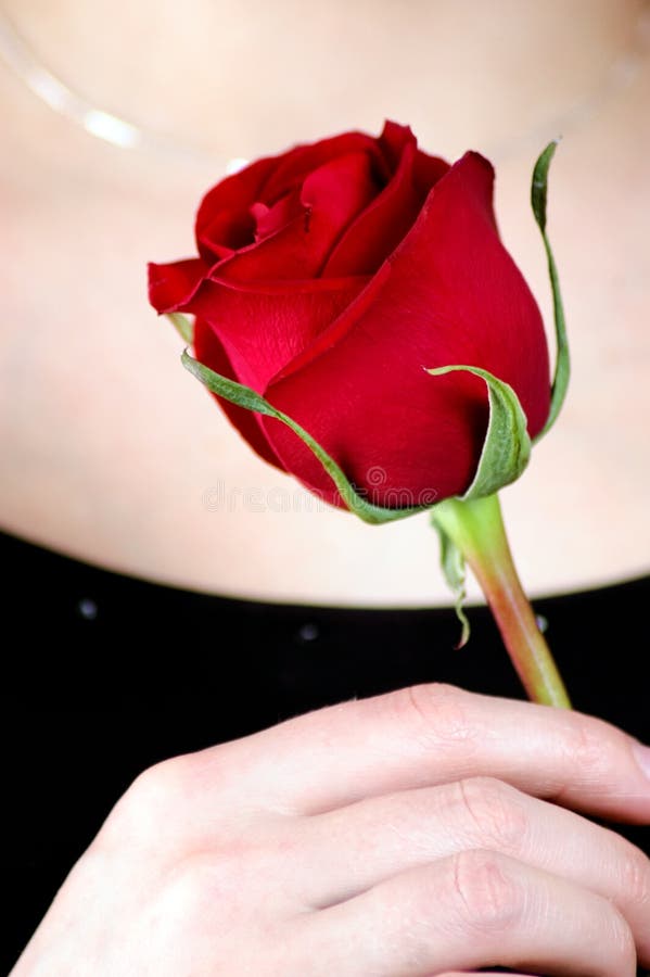 Female hand with red rose stock image. Image of blossom - 8353709