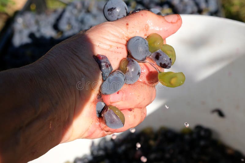 Female Hand Squeezing Grape Juice. Pressing Grapes by Hand. Stock Photo ...