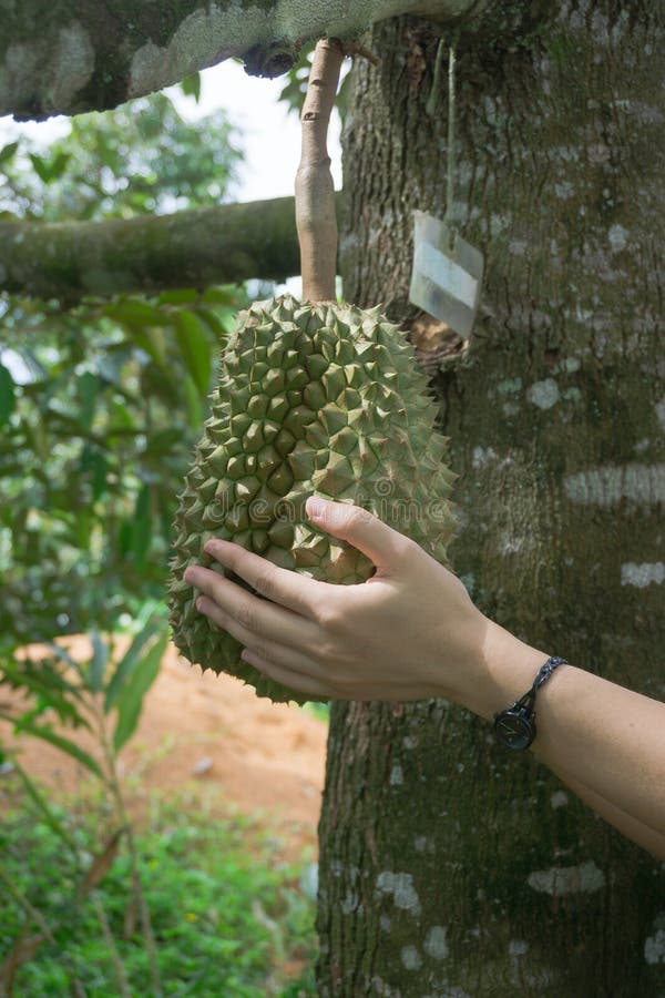 Female hand touch Durians stock image. Image of juicy - 57491843