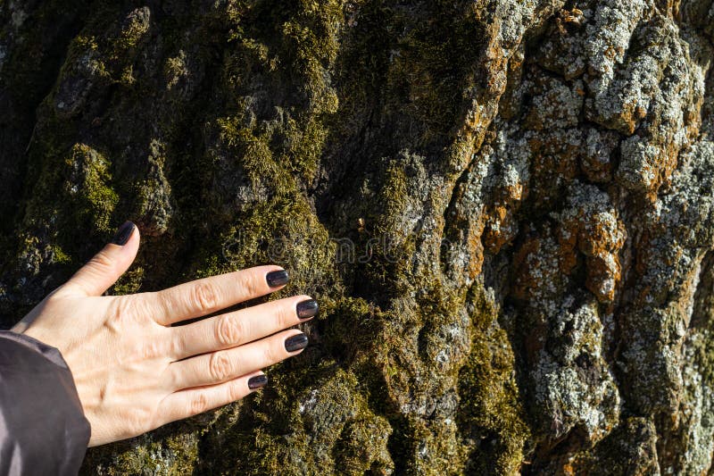 Female Hand Touches the Bark of a Tree Stock Image - Image of tree ...
