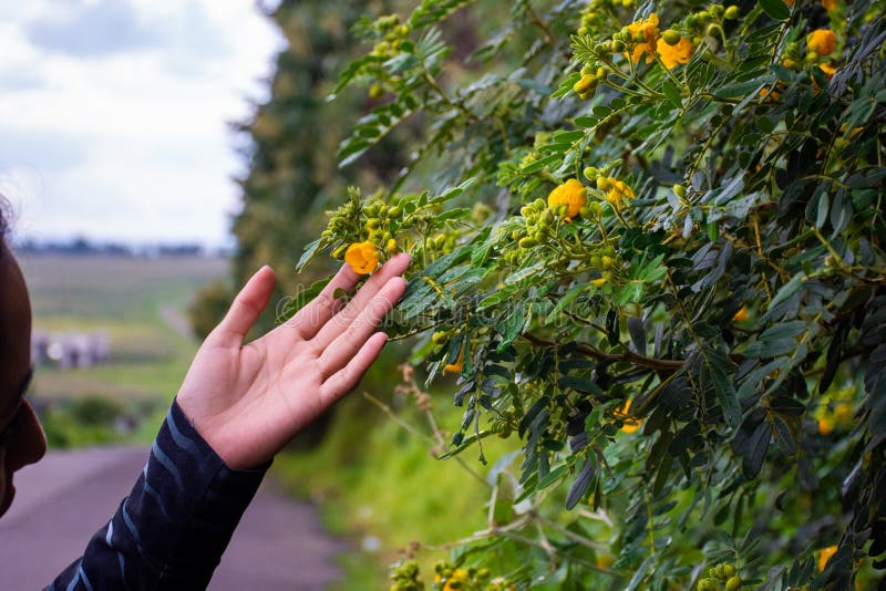 Female Hand Touching Bush Branches Stock Image - Image of hand, green ...