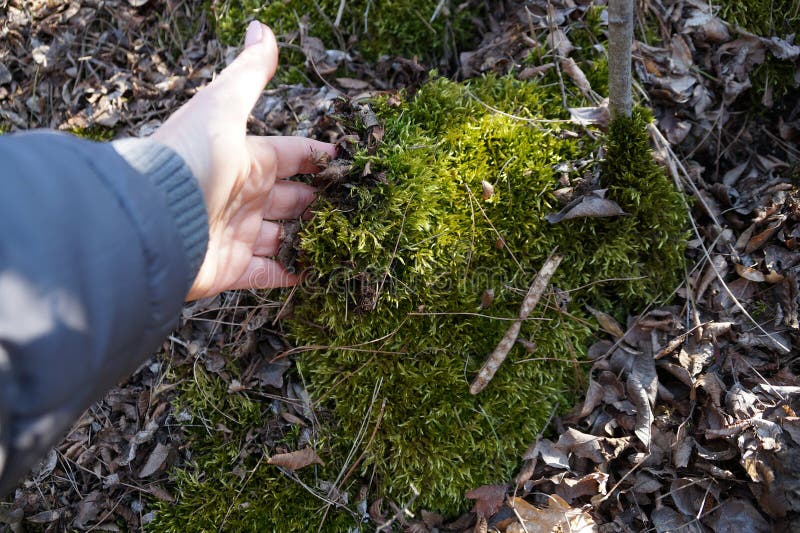 Female Hand Touching Green Moss in the Forest Stock Image - Image of ...