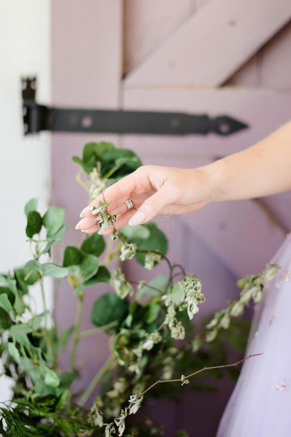 Female Hand Touching Plant. Stock Photo - Image of fresh, hand: 119201010