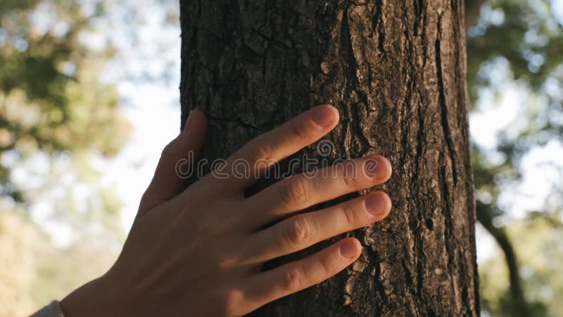 Female Hand Touching and Stroking Bark of Tree in Forest Stock Footage ...