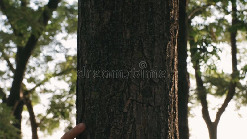 Female Hand Touching and Stroking Bark of Tree in Forest Stock Footage ...