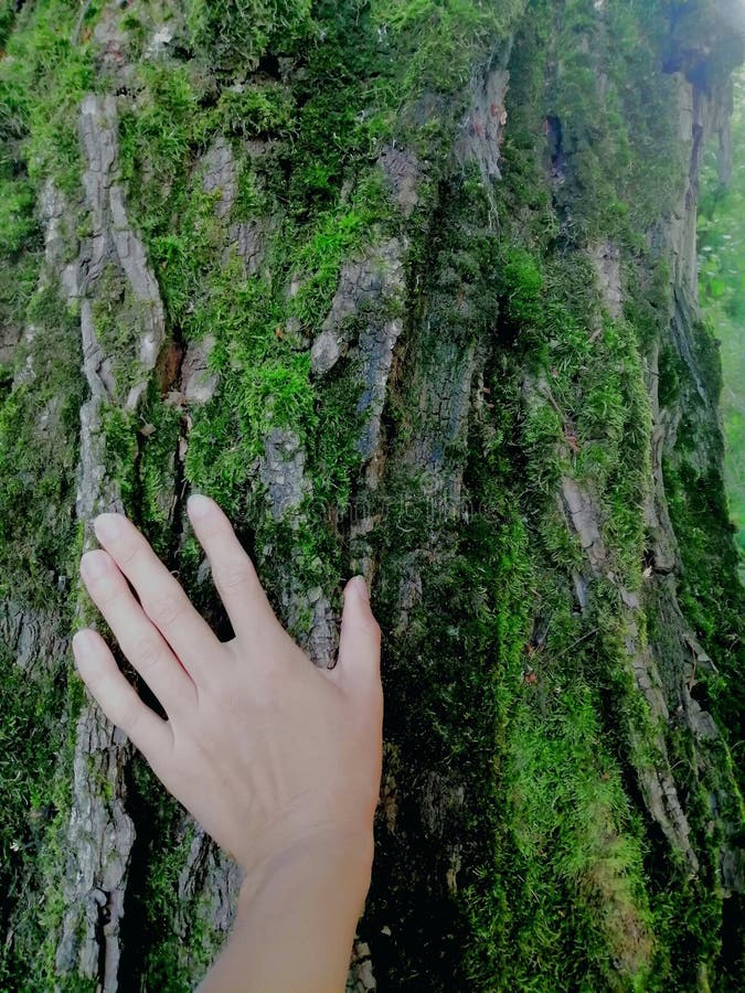 Female Hand Touching a Tree, Bark of a Large Tree, Tree Trunk Stock ...
