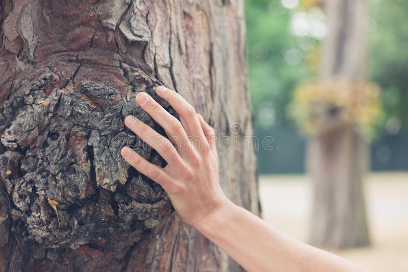 Female Hand Touching Tree in Forest Stock Photo - Image of adult ...