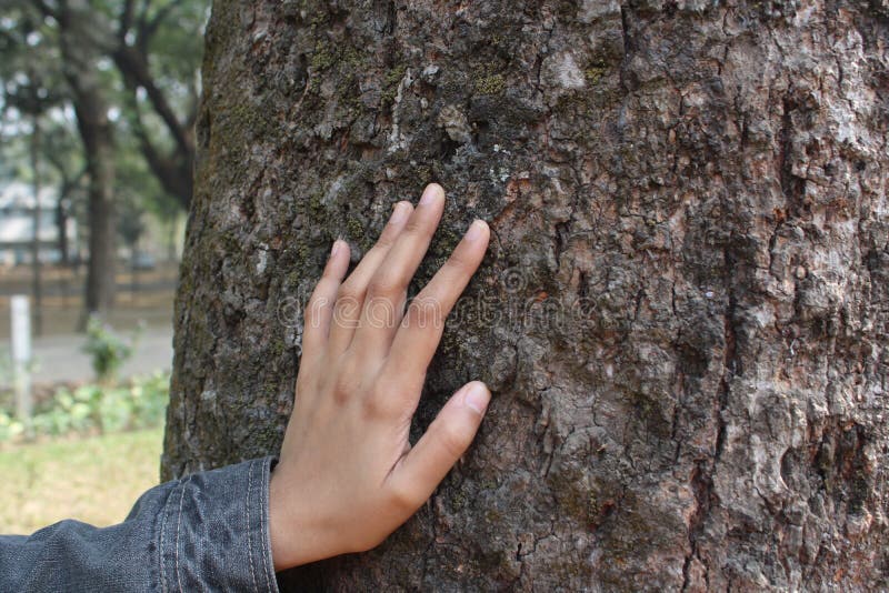 Female Hand Touching Tree, Nature Conceptual Photo Stock Image - Image ...