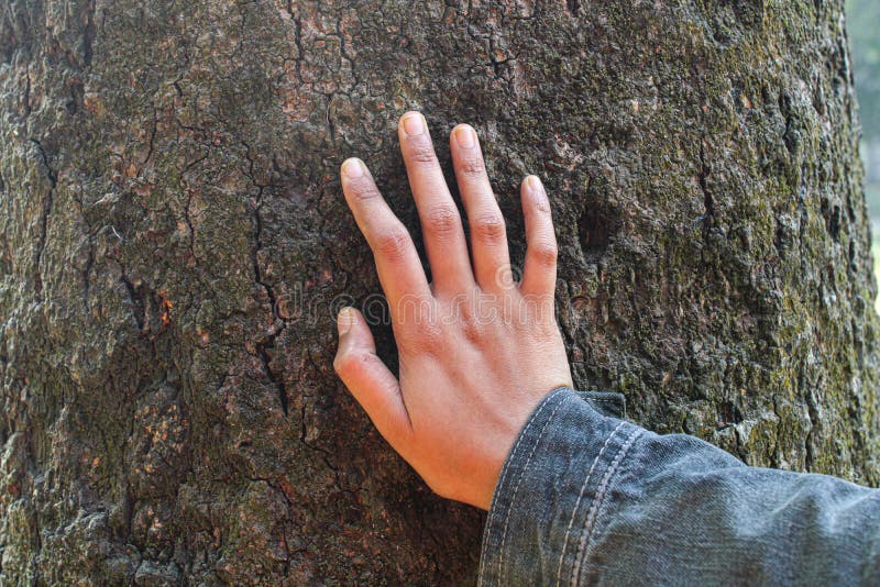 Female hand on a tree stock photo. Image of female, rock - 208730320