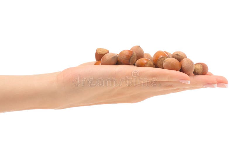 Hand with walnut stock photo. Image of walnut, hand, fatty - 16865338