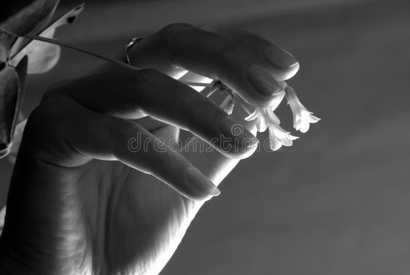 Female hands stock image. Image of isolated, horizontal - 29113133