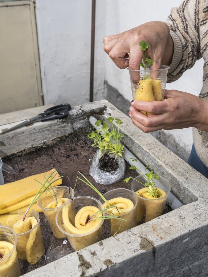 Female Hands Assembling Hydroponic Seedling Baskets in a Controlled Growing Environment Stock ...