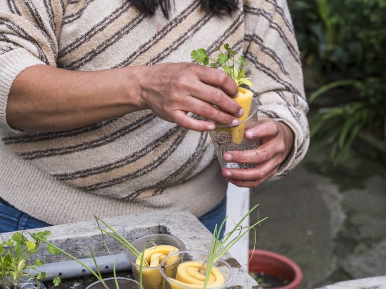 Female Hands Assembling Hydroponic Seedling Baskets in a Controlled Growing Environment Stock ...