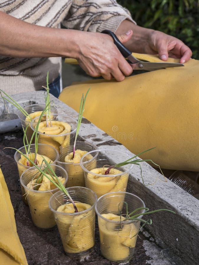 Female Hands Assembling Hydroponic Seedling Baskets in a Controlled Growing Environment Stock ...